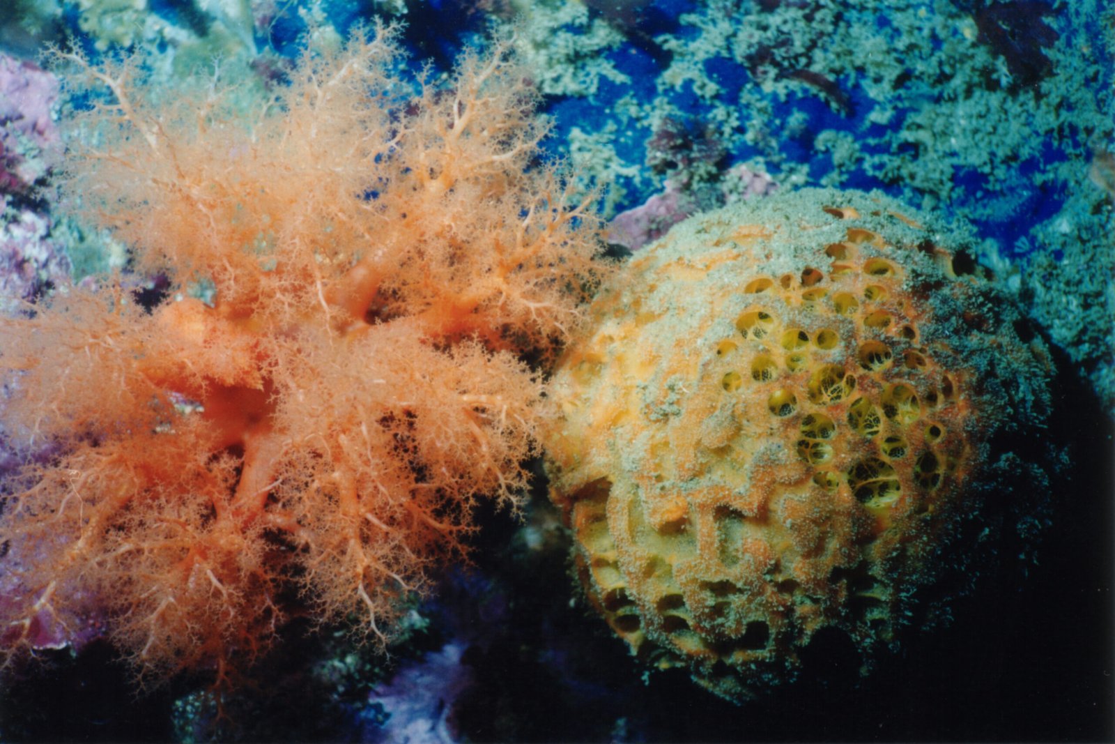Orange Sea Cucumber - Monterey Scuba Board