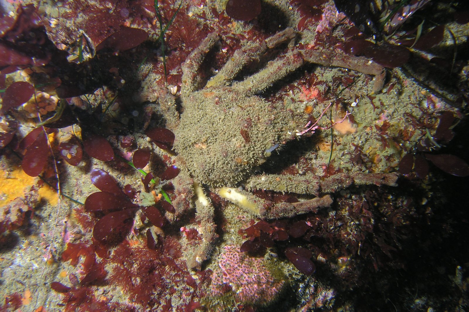 Masking Crab - Monterey Scuba Board