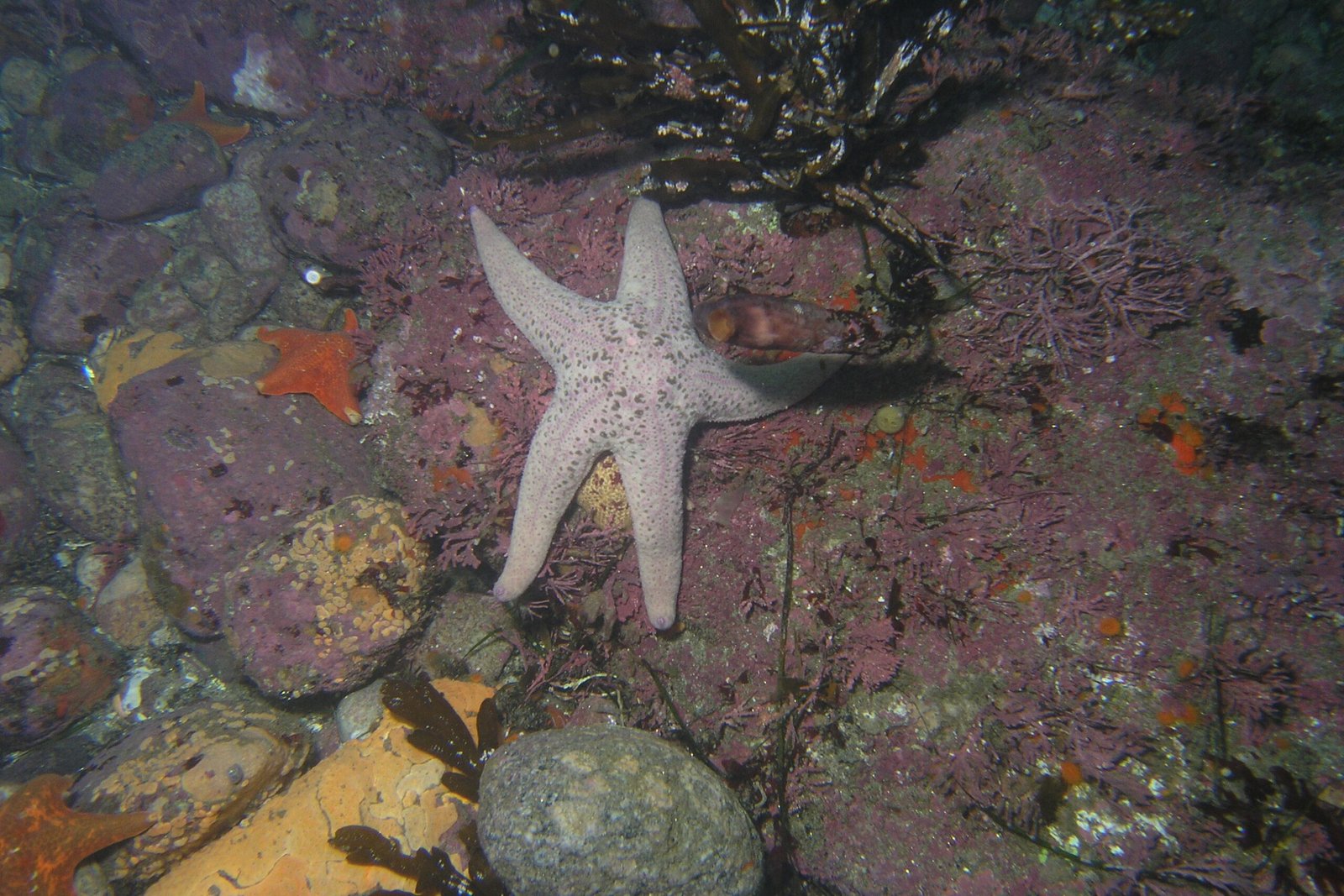 Short Spined Sea Star - Monterey Scuba Board