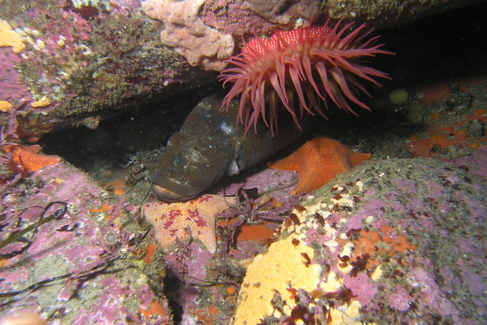 Monkeyface Eel - Monterey Scuba Board