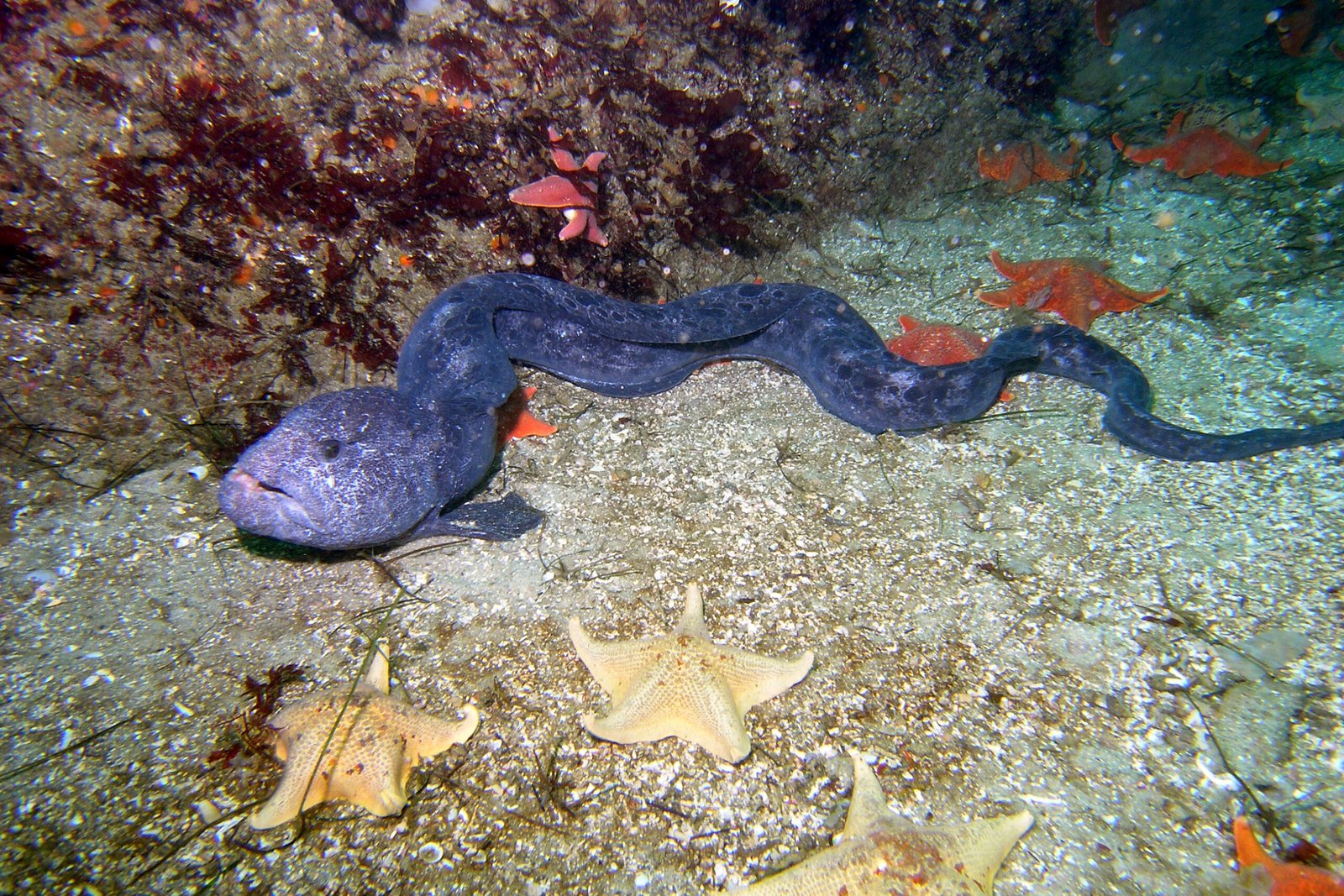 Wolf Eel - Monterey Scuba Board