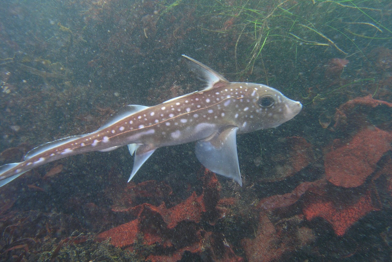 Spotted Ratfish - Monterey Scuba Board