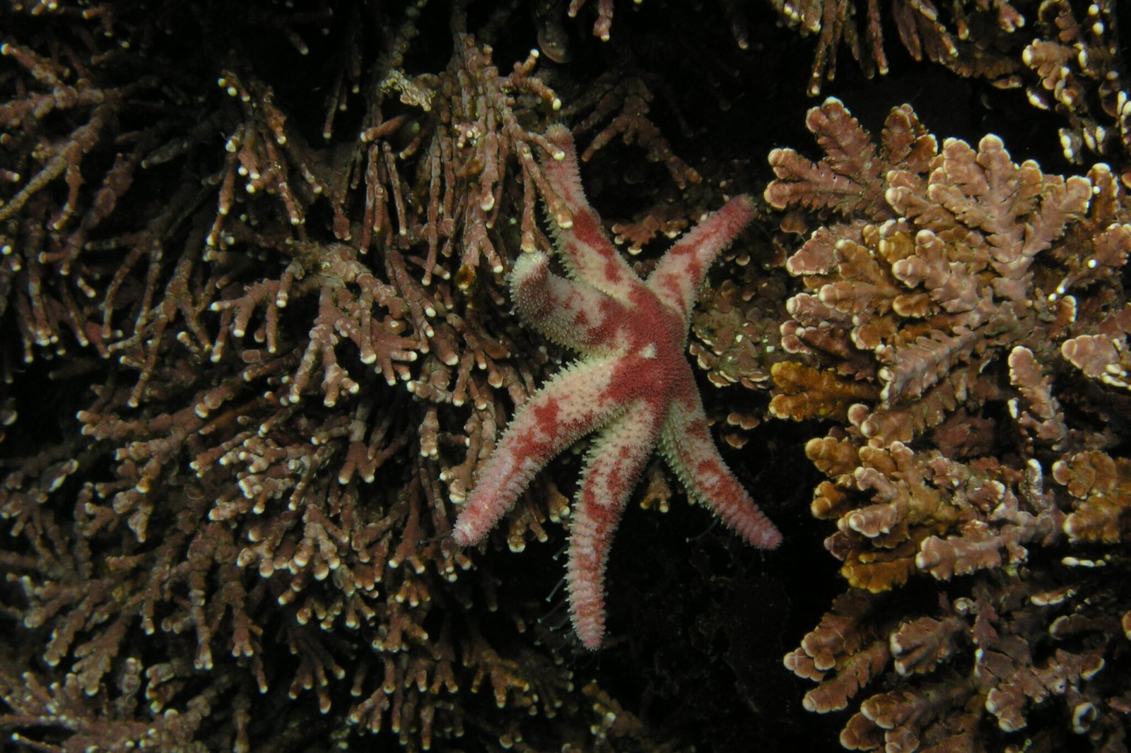 Six Armed Sea Star - Monterey Scuba Board
