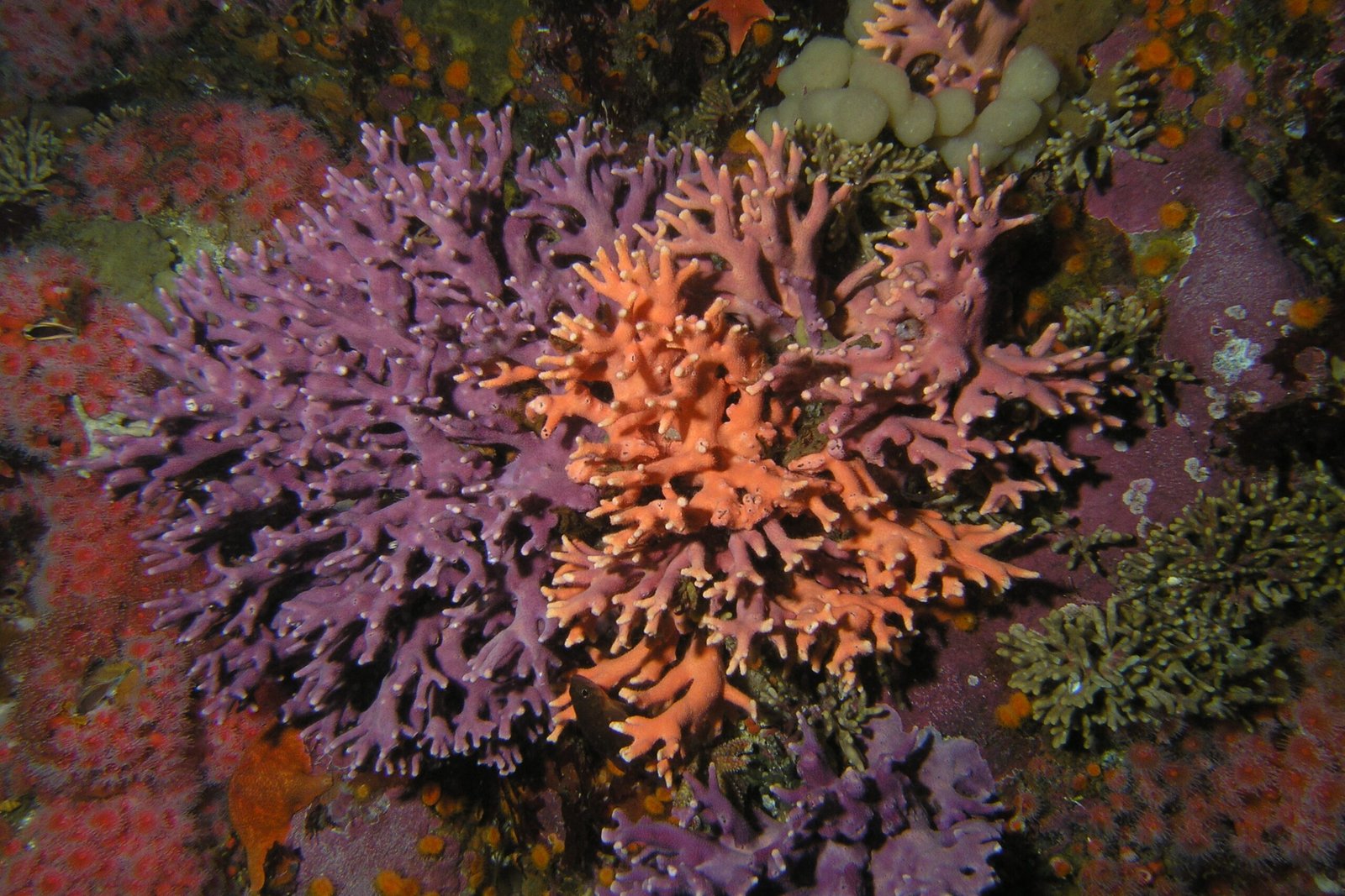 California Hydrocoral - Monterey Scuba Board