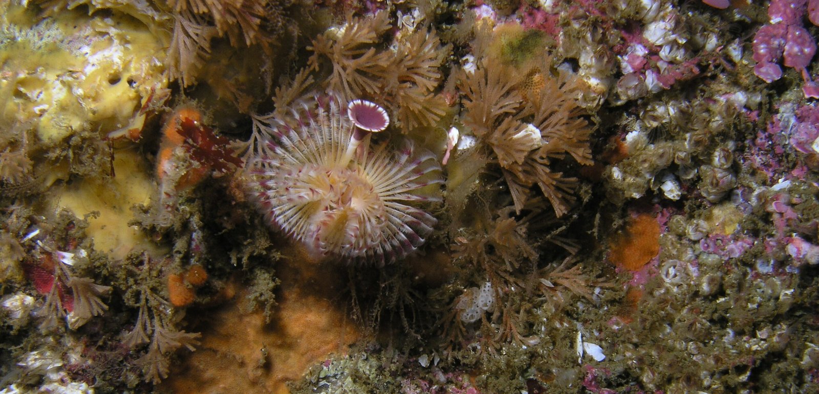 Worms and Tube Worms - Monterey Scuba Board