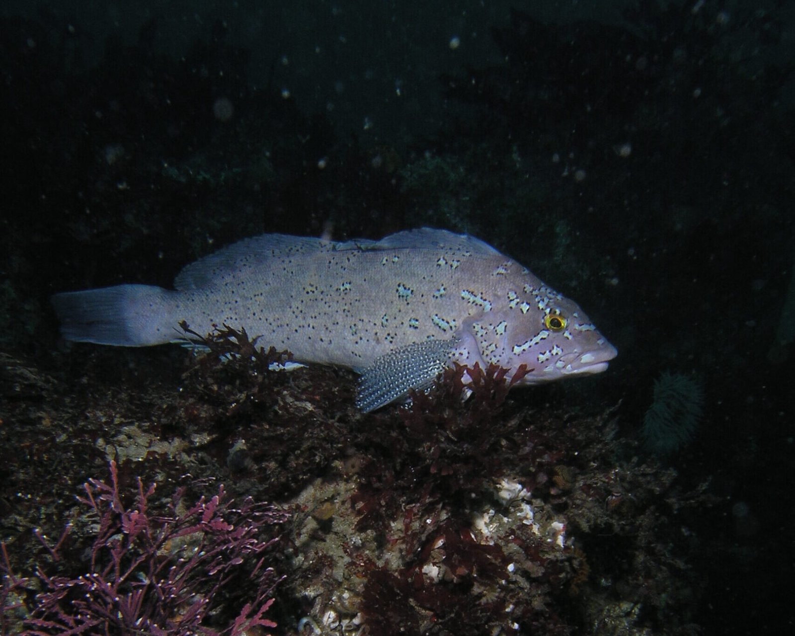 Kelp Greenling - Monterey Scuba Board
