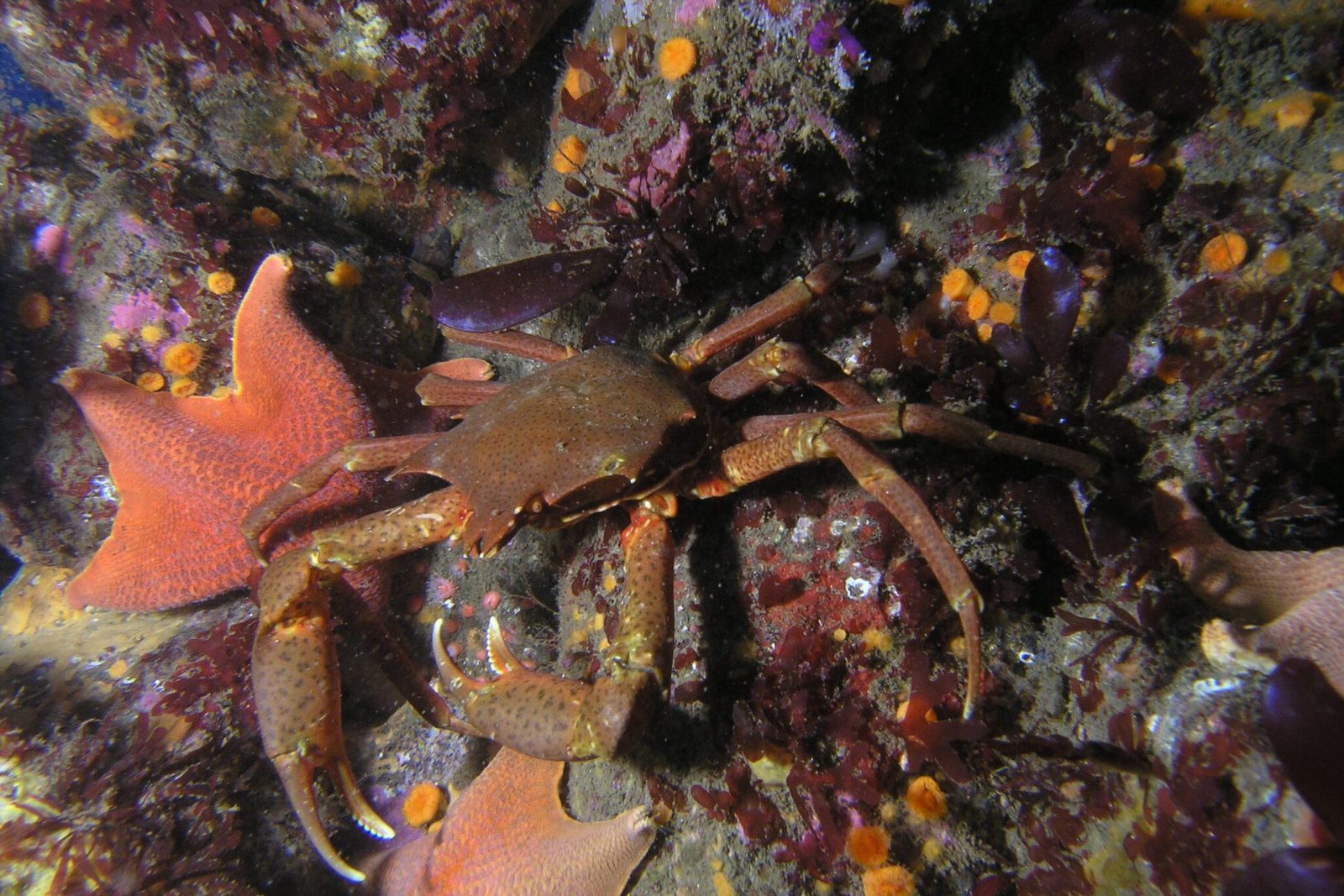 Kelp Crab - Monterey Scuba Board