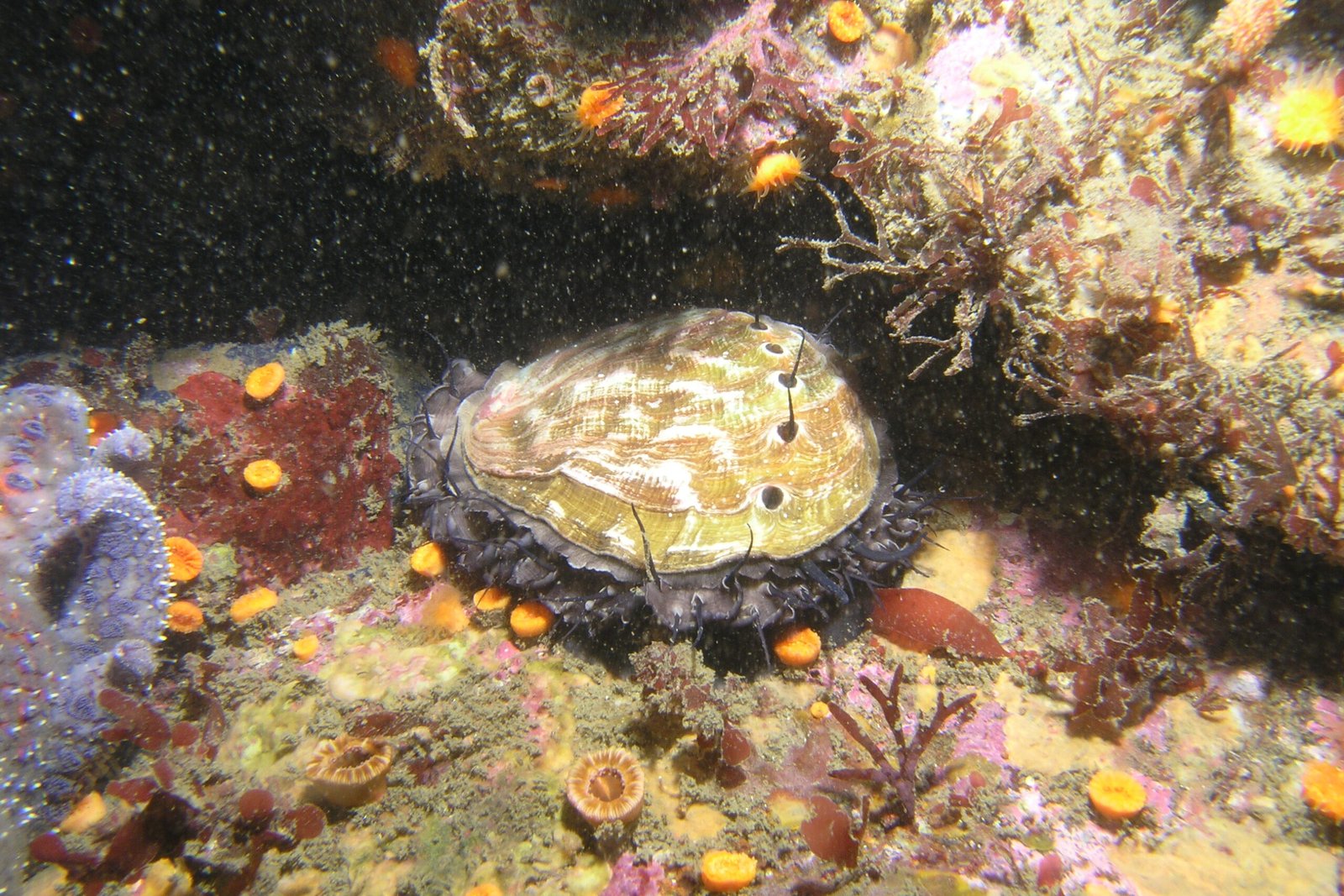 Abalone - Monterey Scuba Board