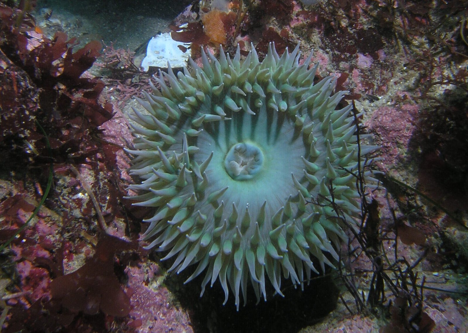 Giant Green Anemone - Monterey Scuba Board