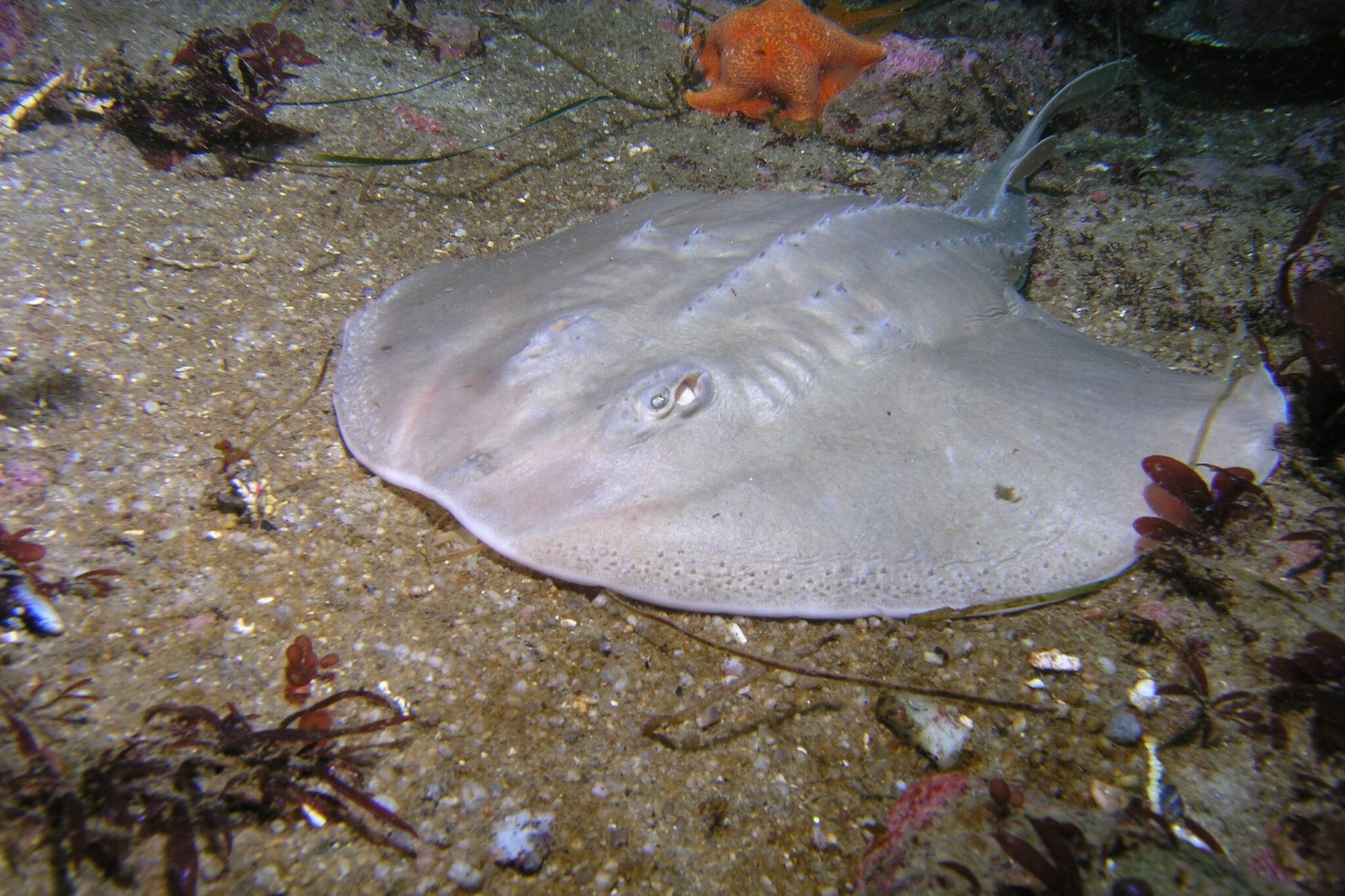 Sharks & Rays - Monterey Scuba Board