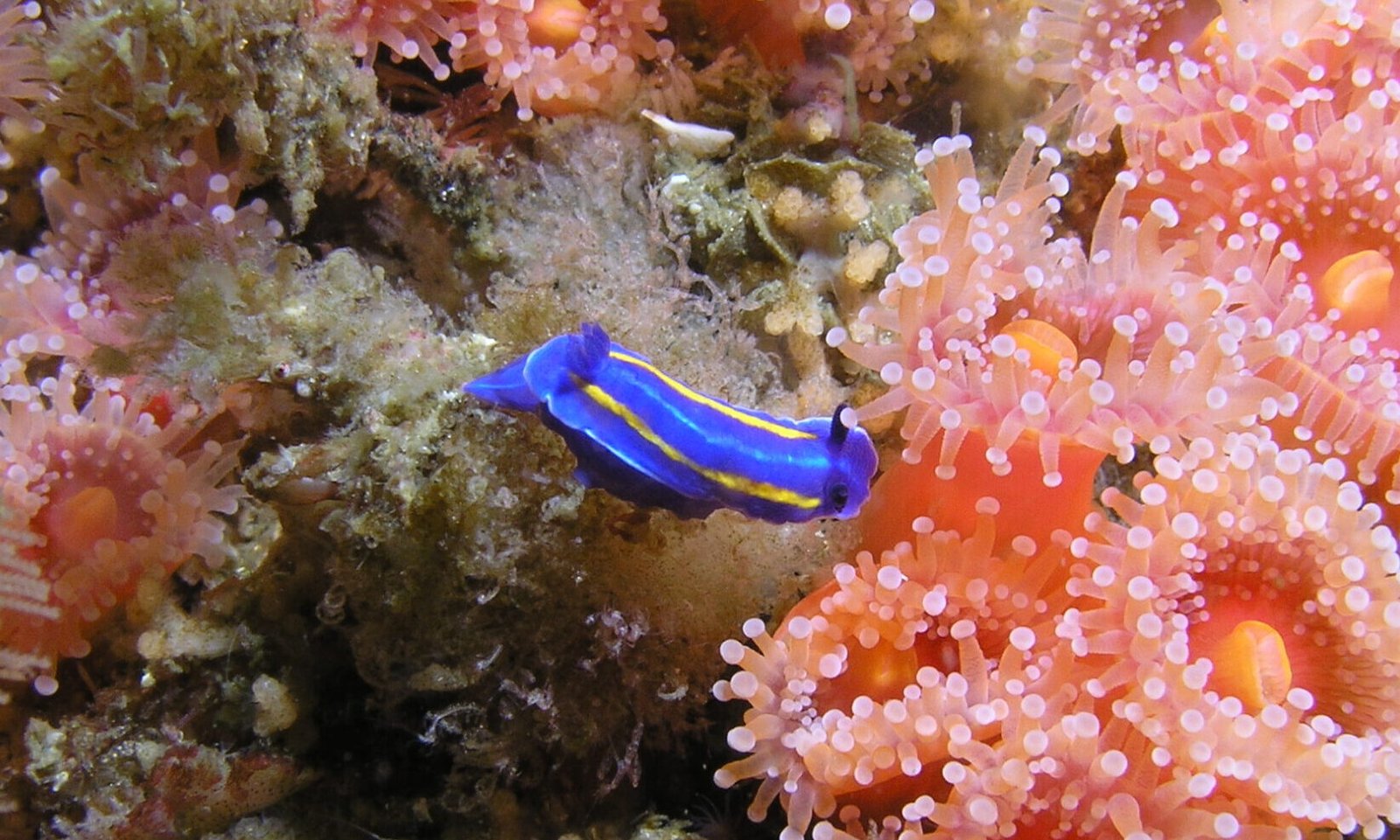 Porter's Chromodorid - Monterey Scuba Board