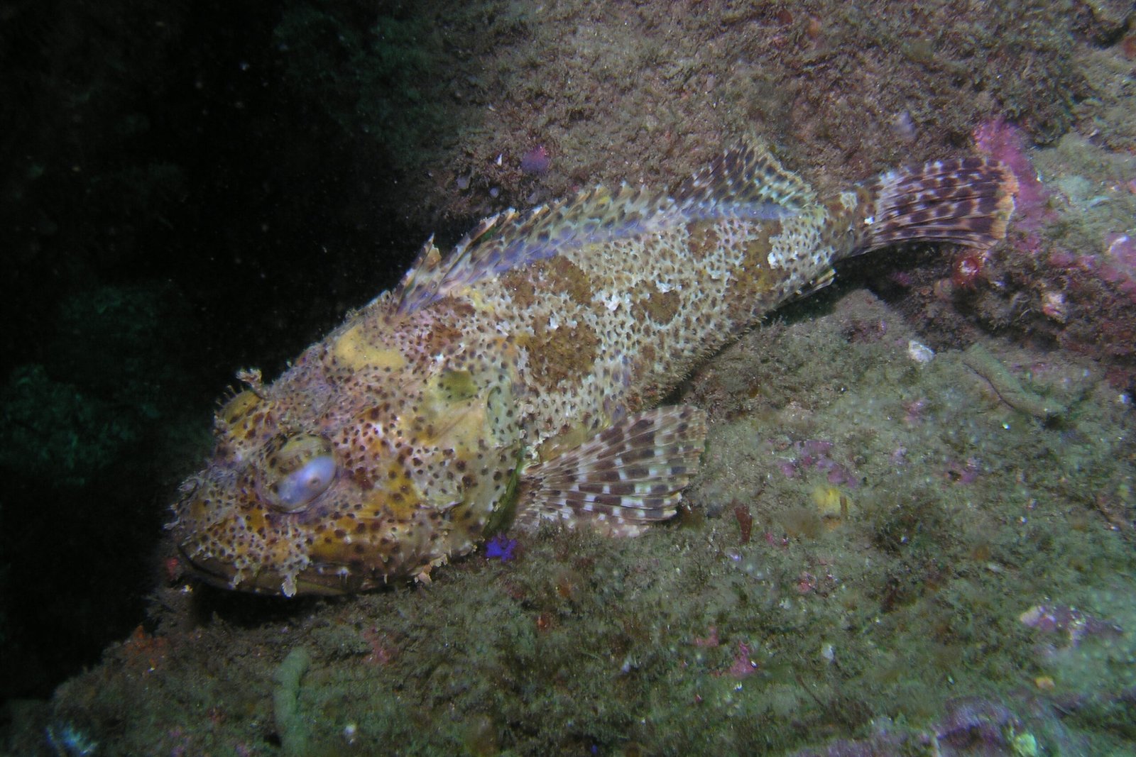 California Scorpionfish - Monterey Scuba Board