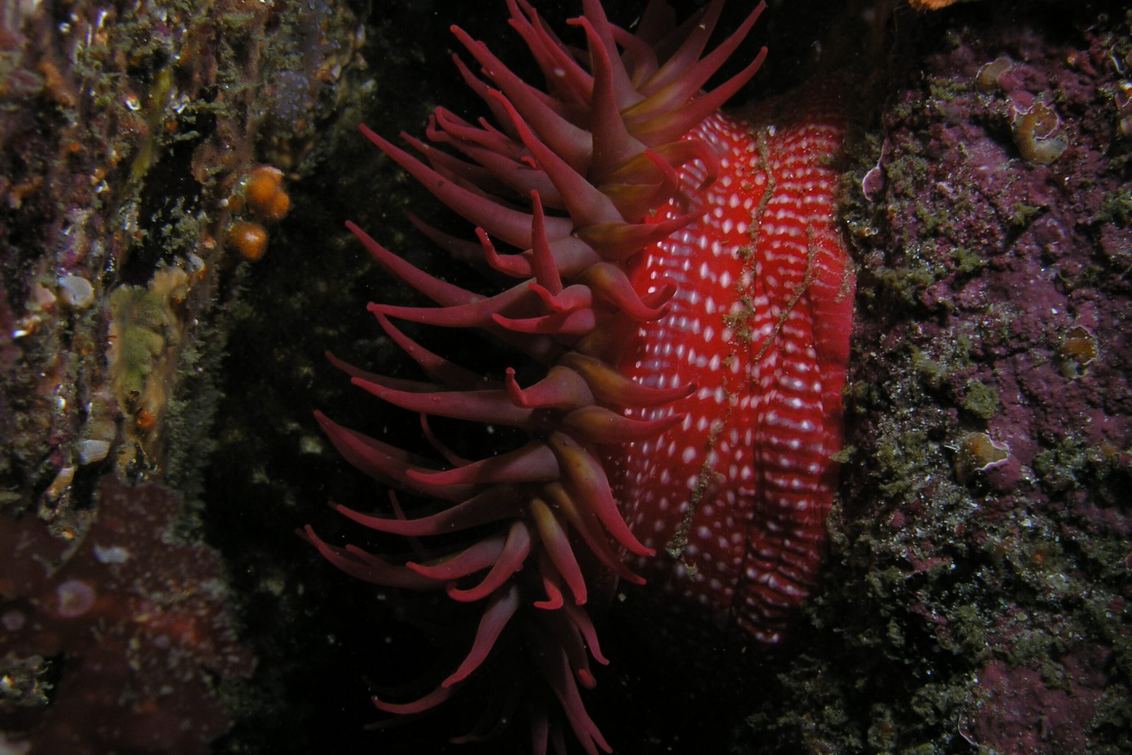 White Spotted Sea Anemone