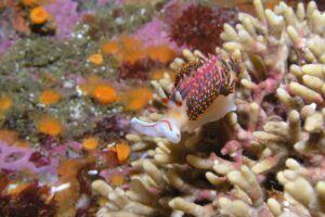 Sea Lemon - Monterey Scuba Board