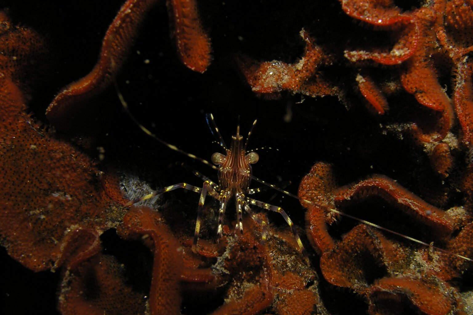 Coonstripe Shrimp - Monterey Scuba Board