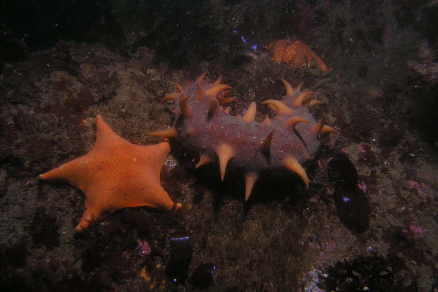 Red Octopus - Monterey Scuba Board