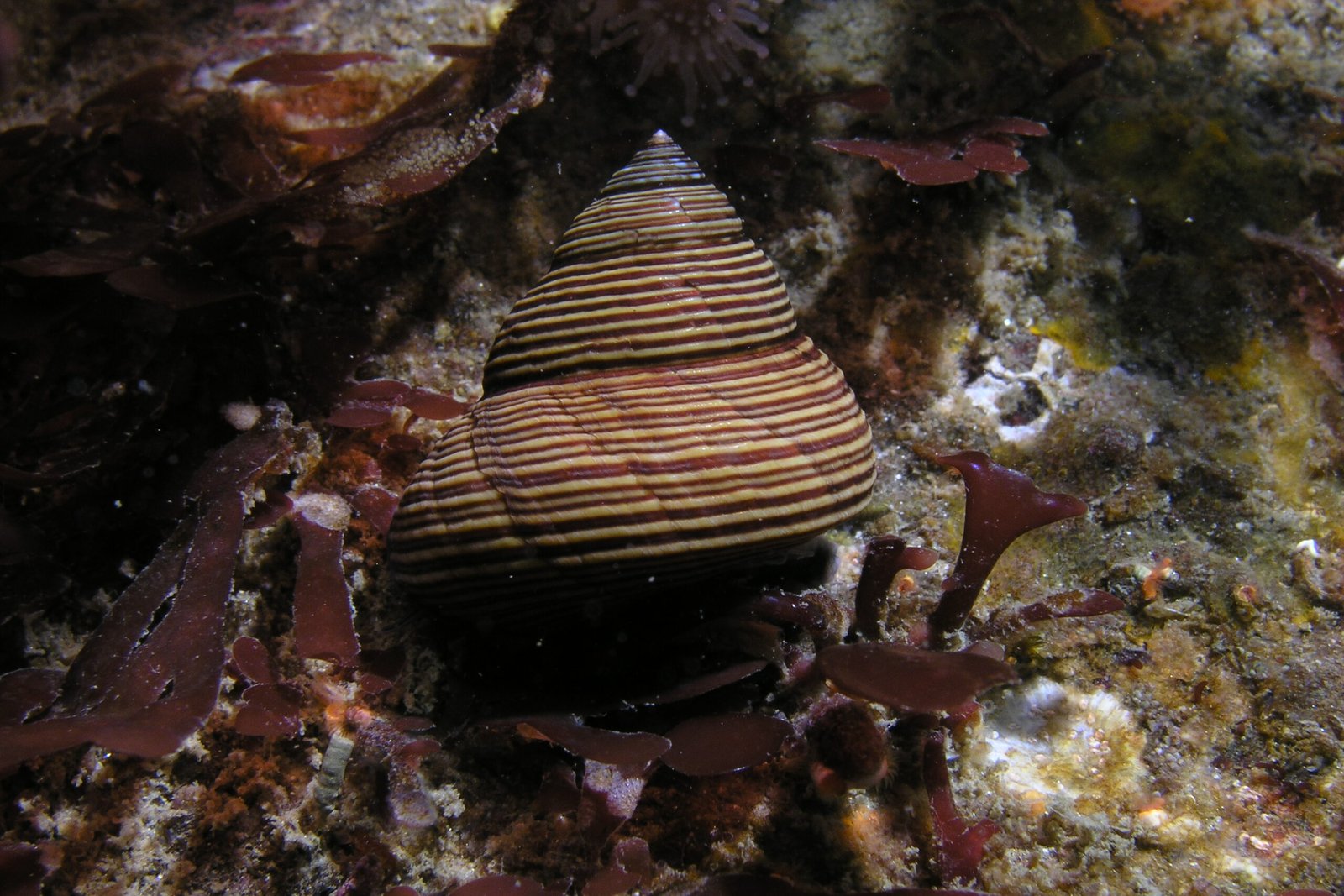 Blue Top Snail - Monterey Scuba Board