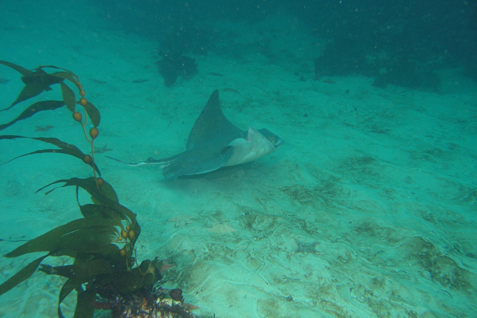 Bat Ray - Monterey Scuba Board