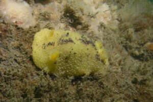 Sea Lemon - Monterey Scuba Board