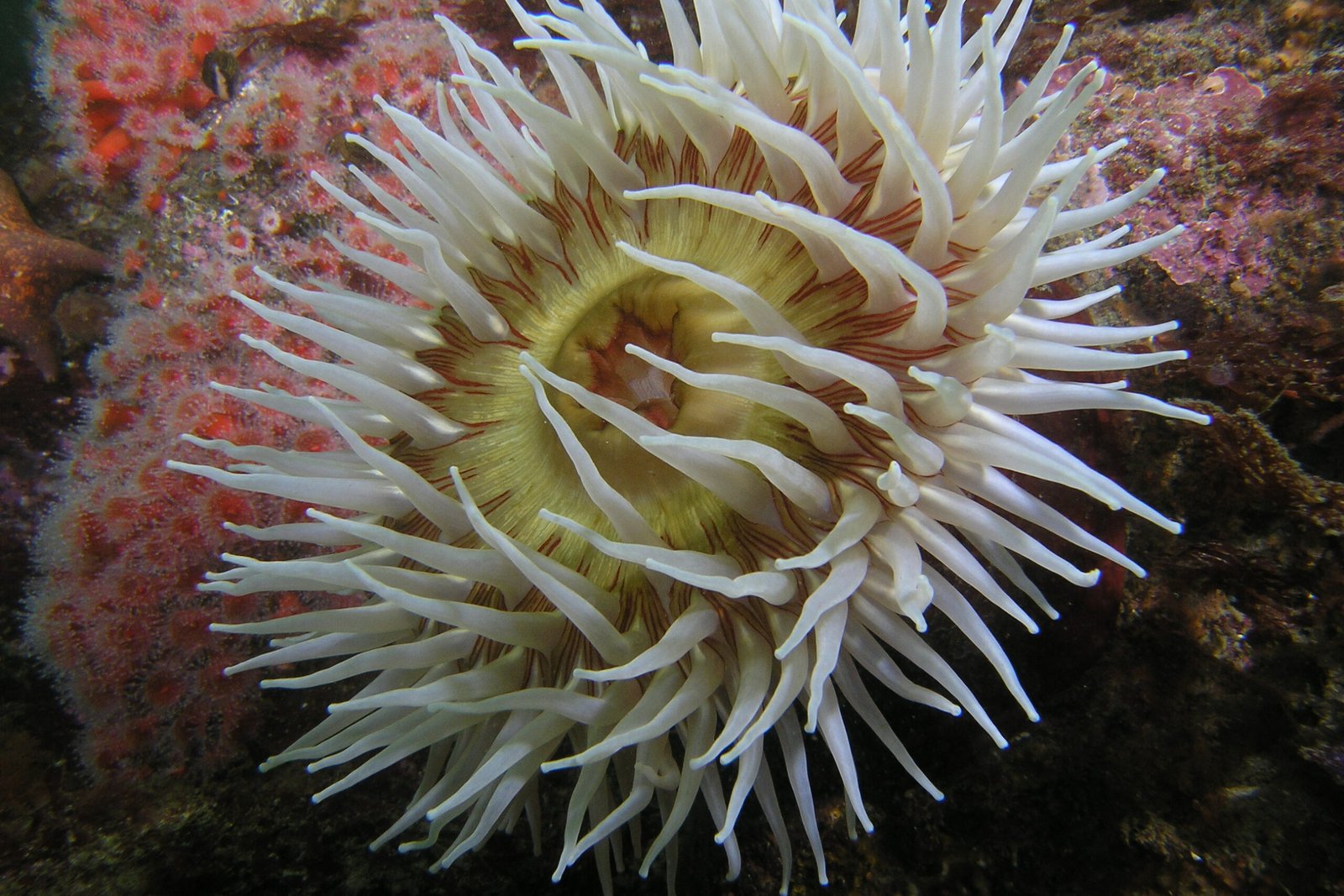 Fish-Eating Anemone - Monterey Scuba Board