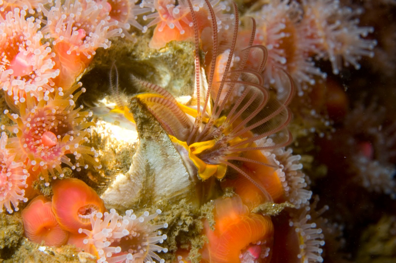 Giant Acorn Barnacle - Monterey Scuba Board