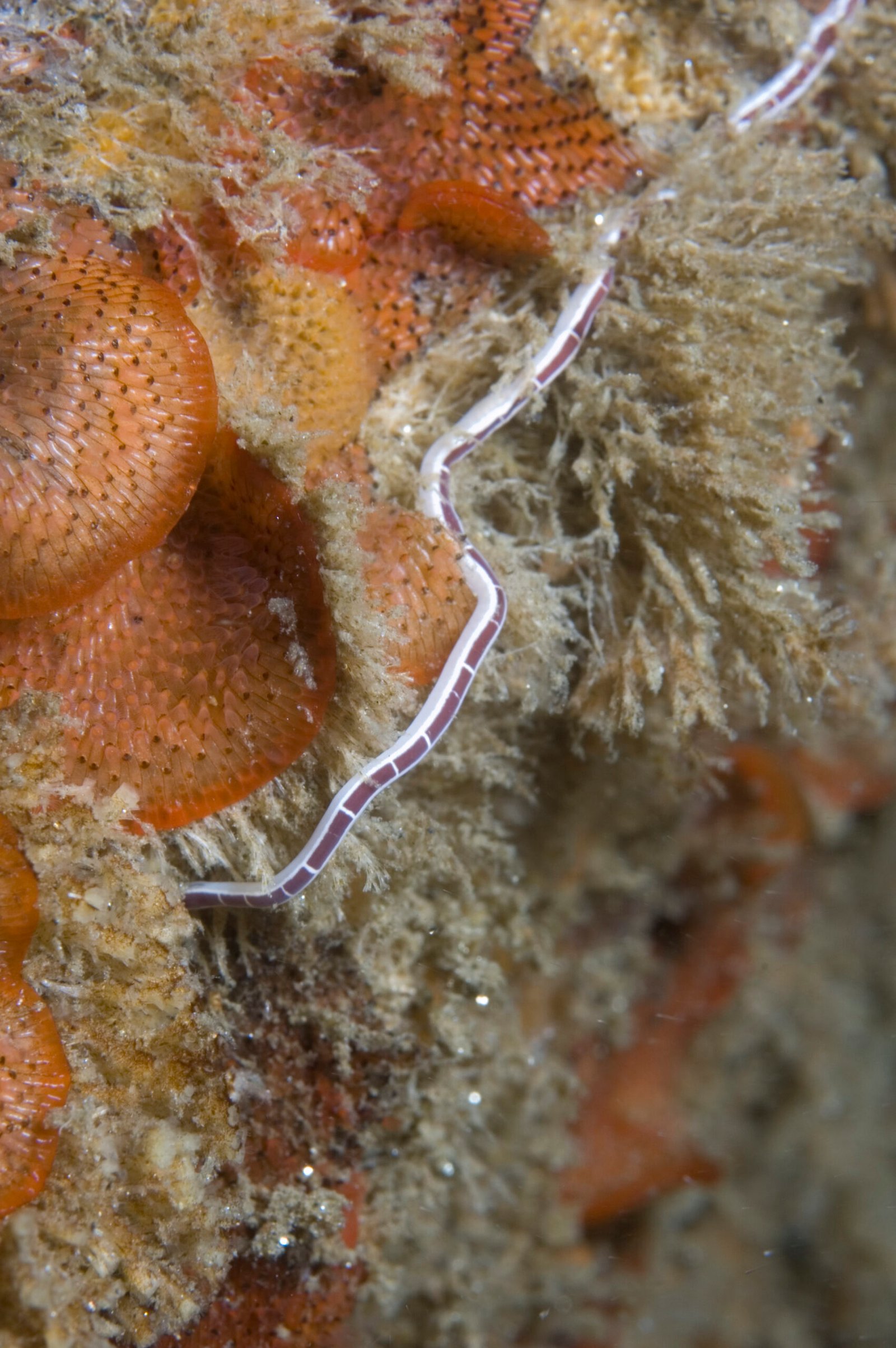 Ribbon Worm - Monterey Scuba Board