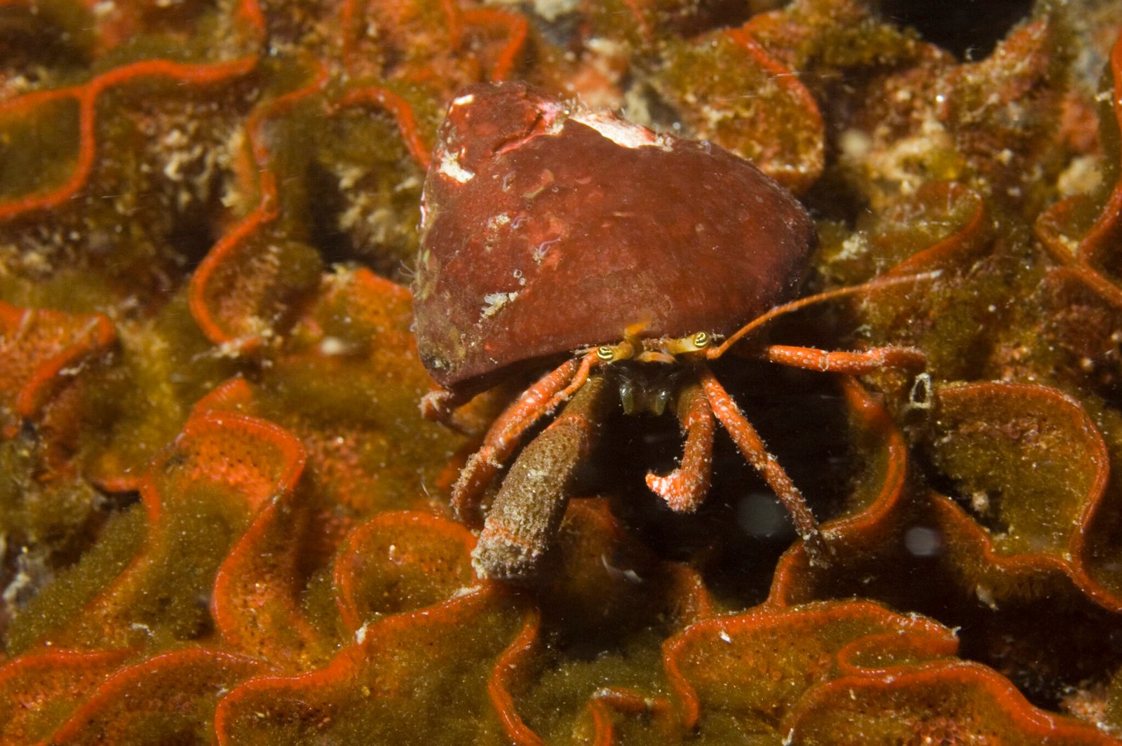 Maroon Hermit Crab - Monterey Scuba Board