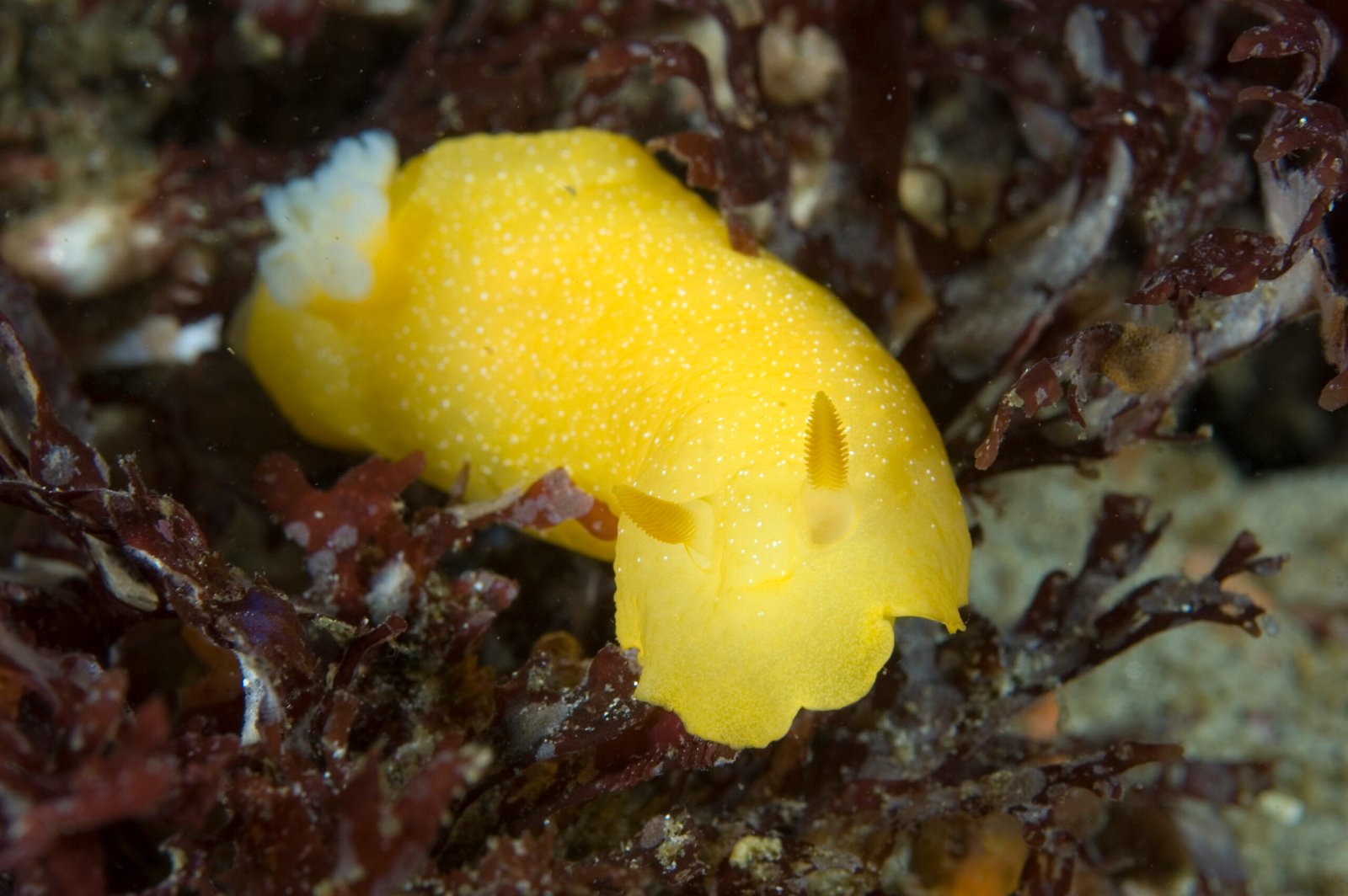 White-Spotted Dorid - Monterey Scuba Board