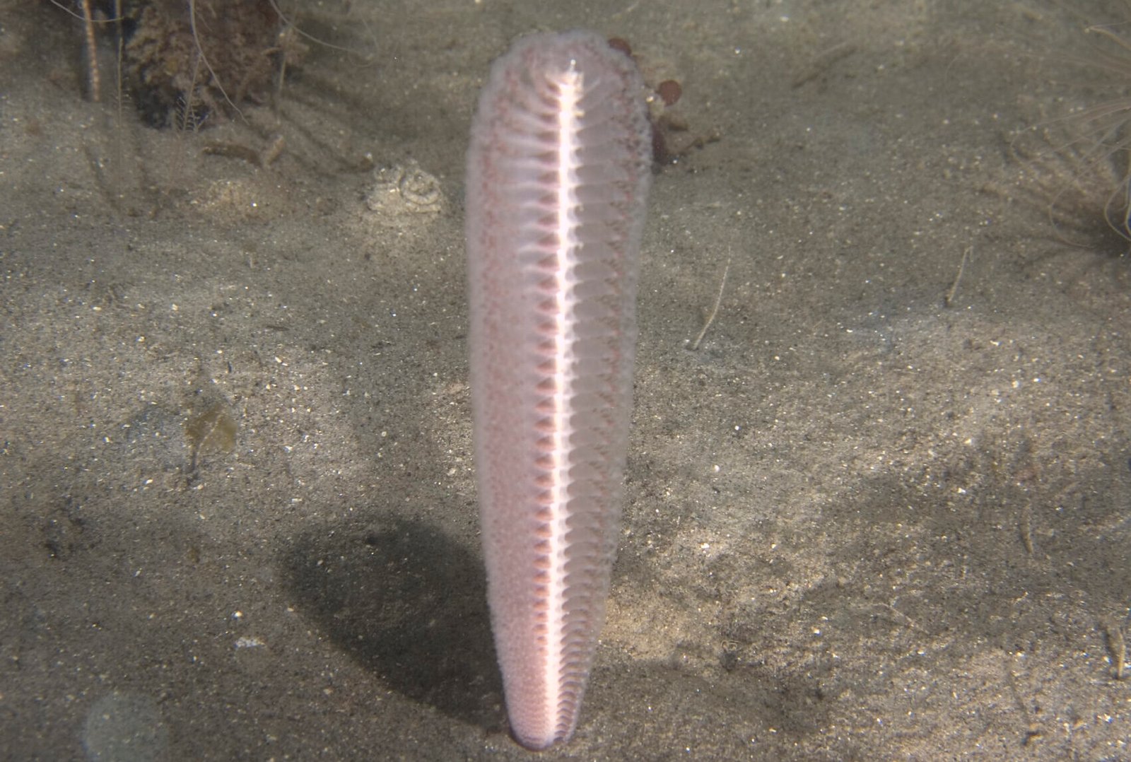 Sea Pen - Monterey Scuba Board