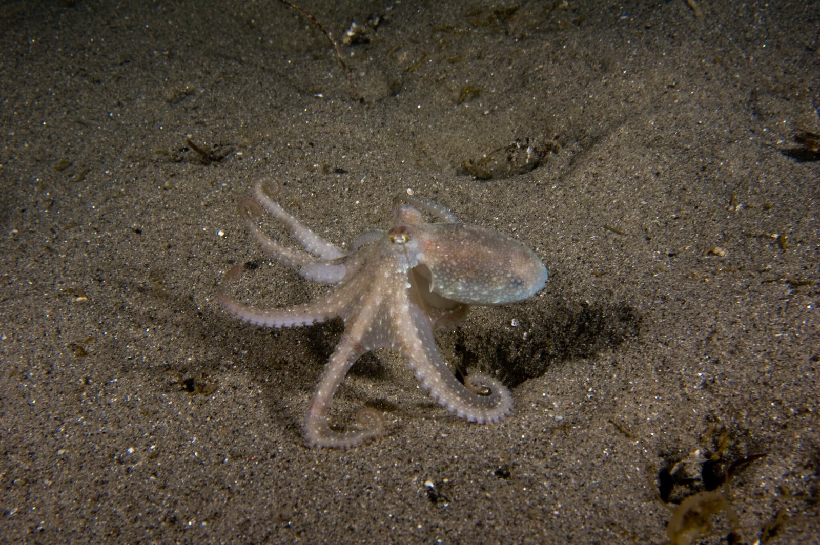 Red Octopus - Monterey Scuba Board