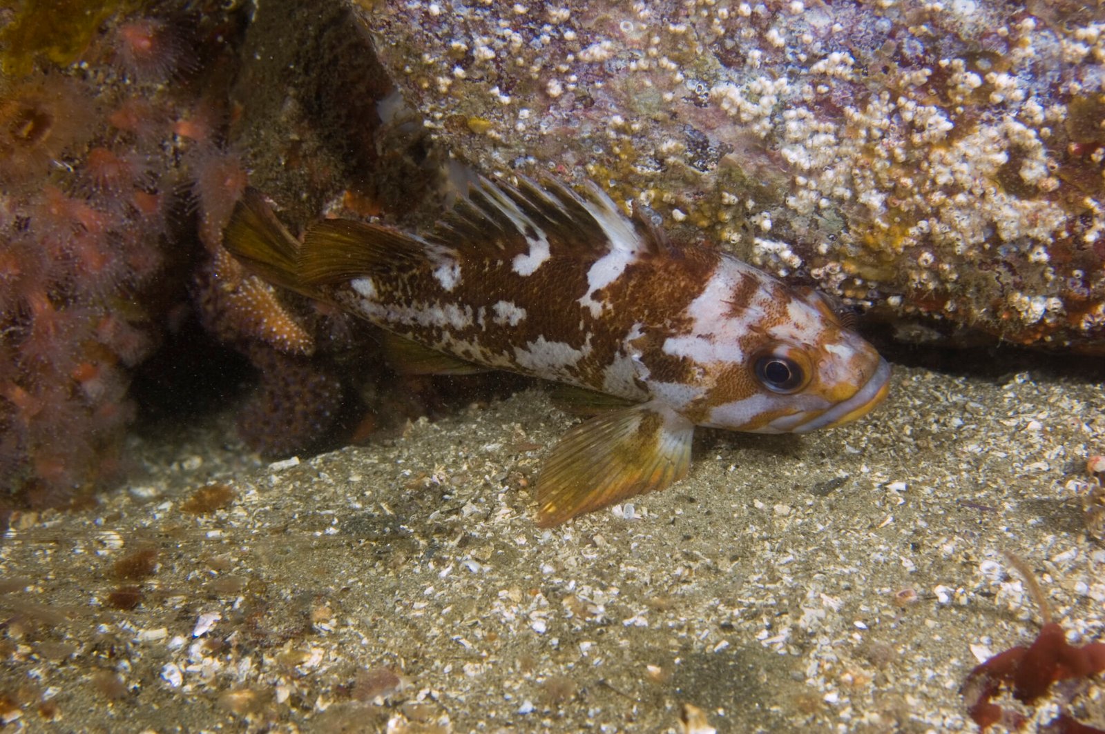 Copper Rockfish - Monterey Scuba Board