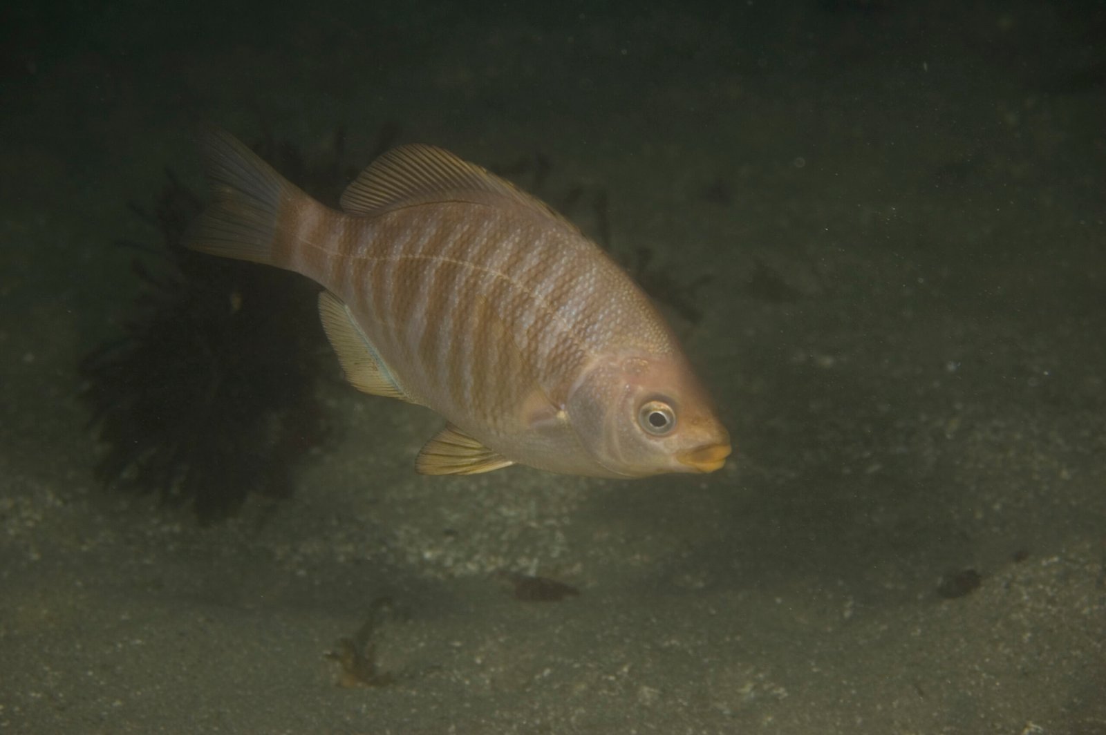Black Surfperch - Monterey Scuba Board