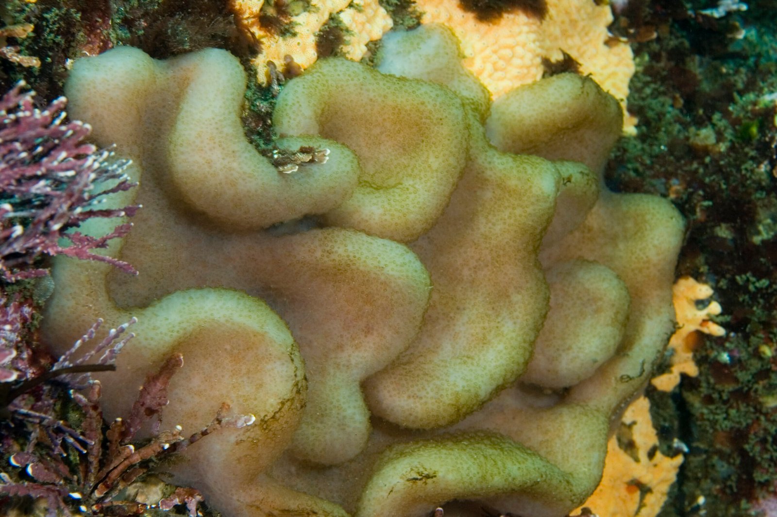 Lobed Tunicate - Monterey Scuba Board