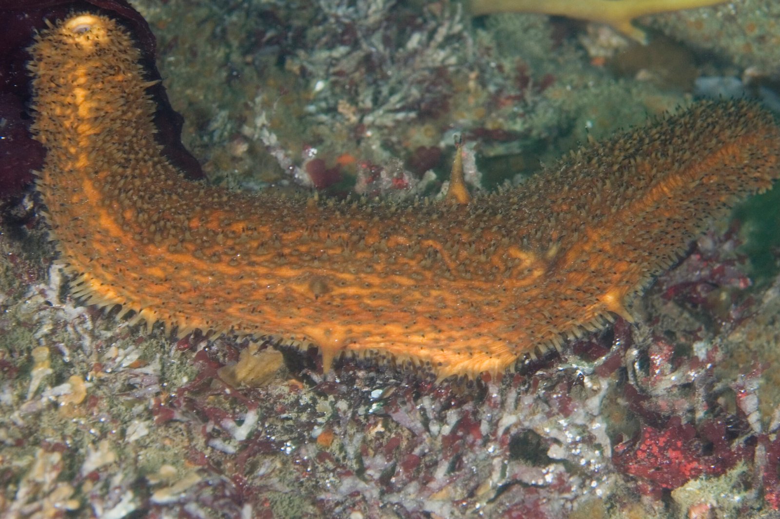 Warty Sea Cucumber - Monterey Scuba Board