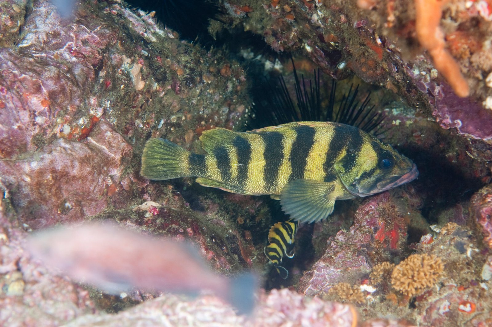 Treefish - Monterey Scuba Board