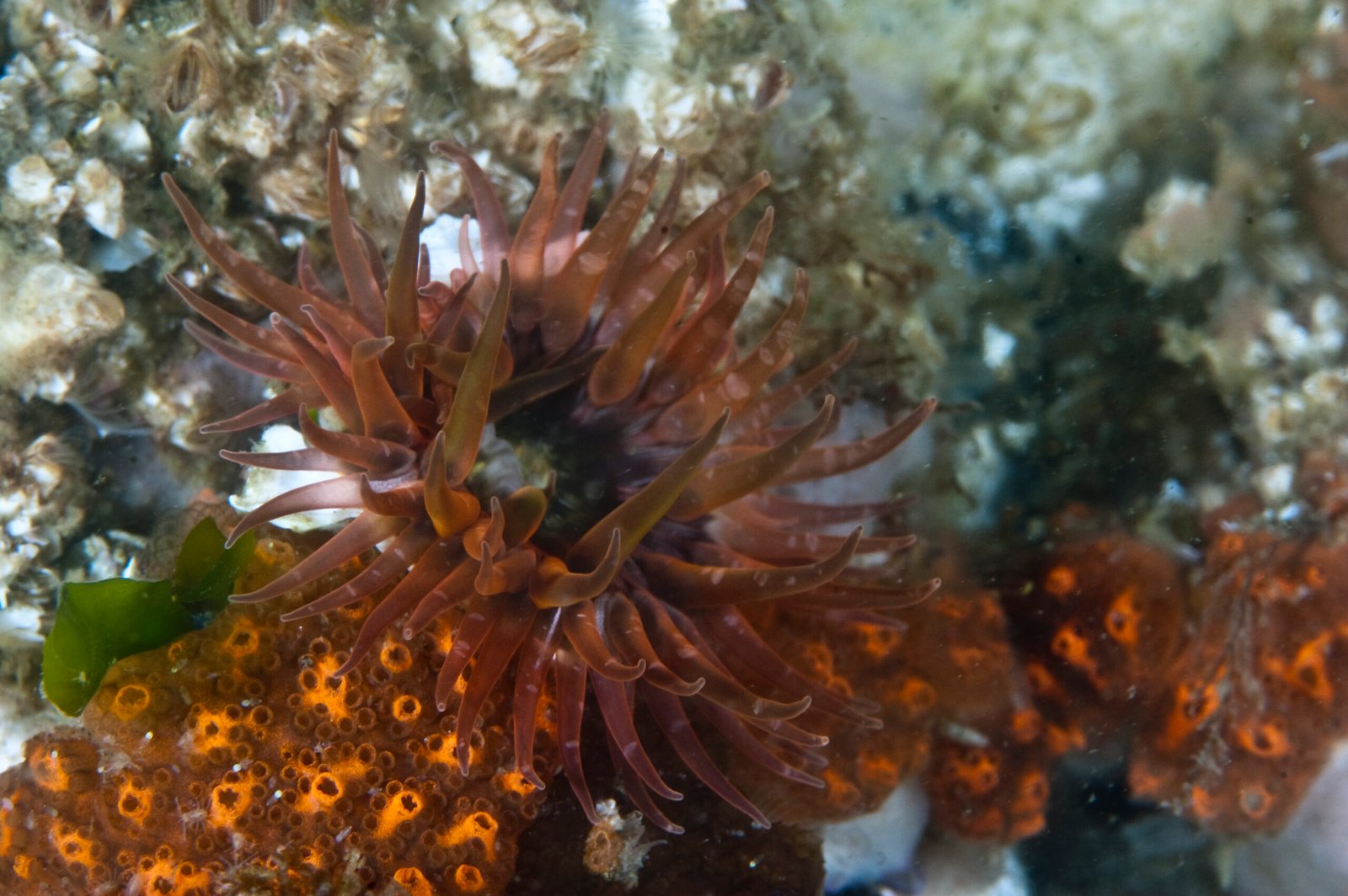 Anenomes - Monterey Scuba Board